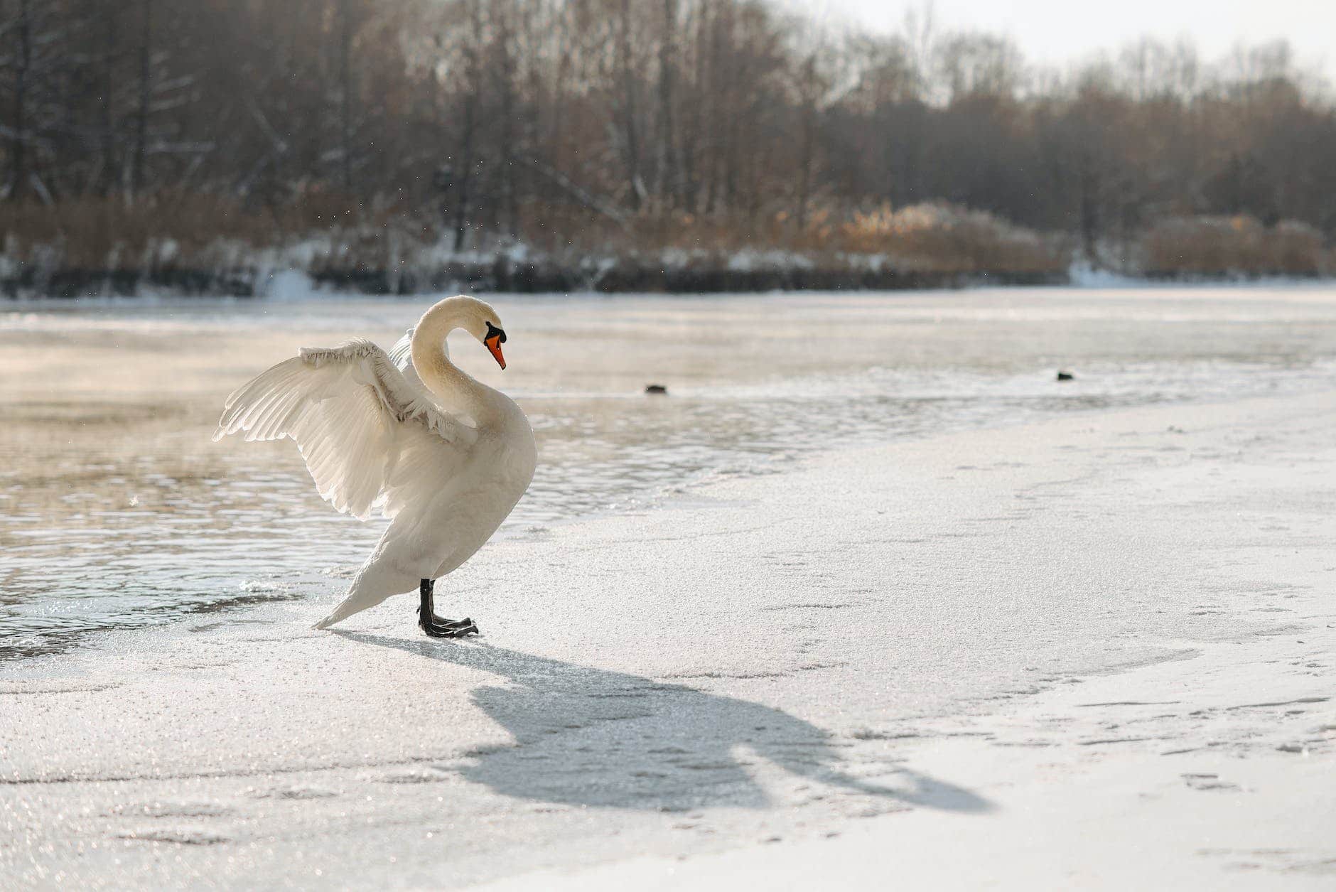 Ära toida veelinde, eriti veel saiaga – Läänlane.ee