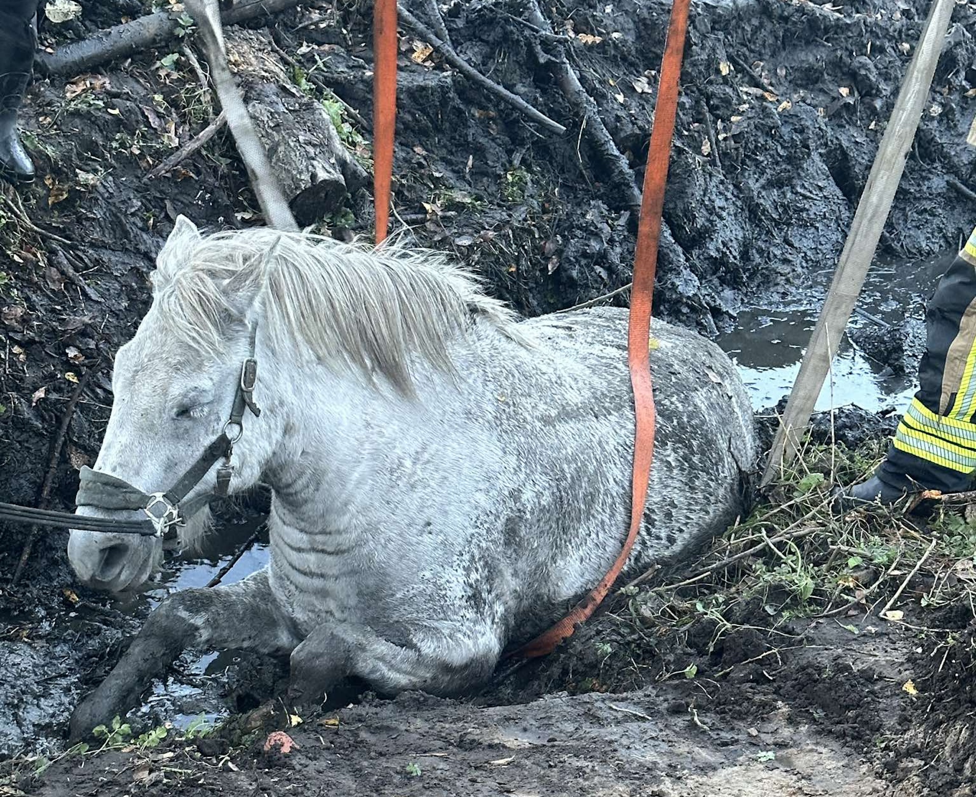 Pärnumaal päästeti mülkast hobune, Koluveres sõitis auto otsa põdrale ...