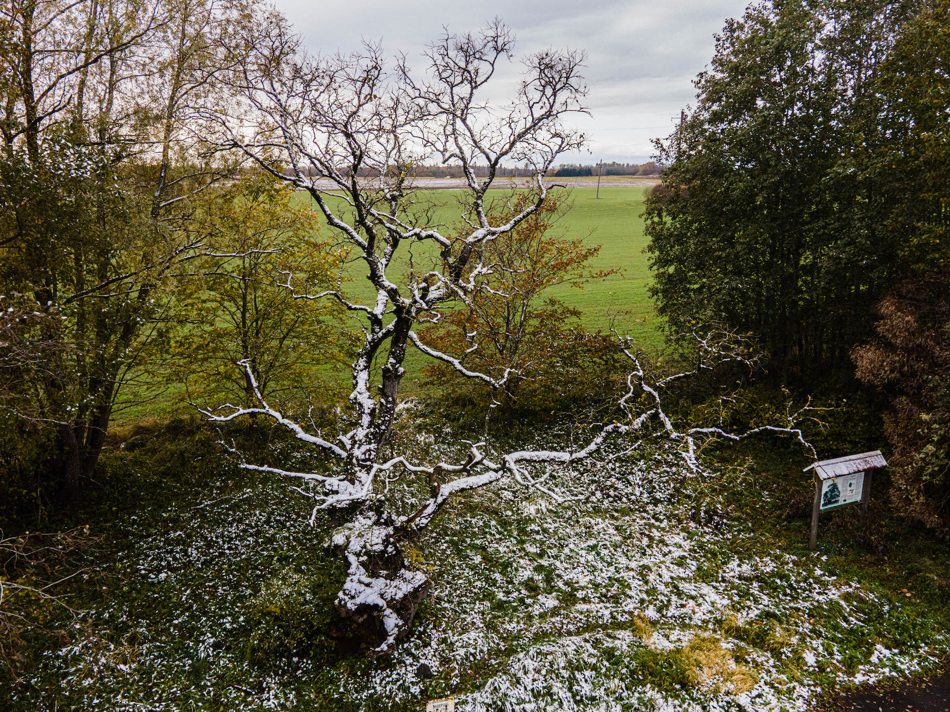 Palivere künnapuu jäi Eesti aasta puu valimisel teiseks – Läänlane.ee
